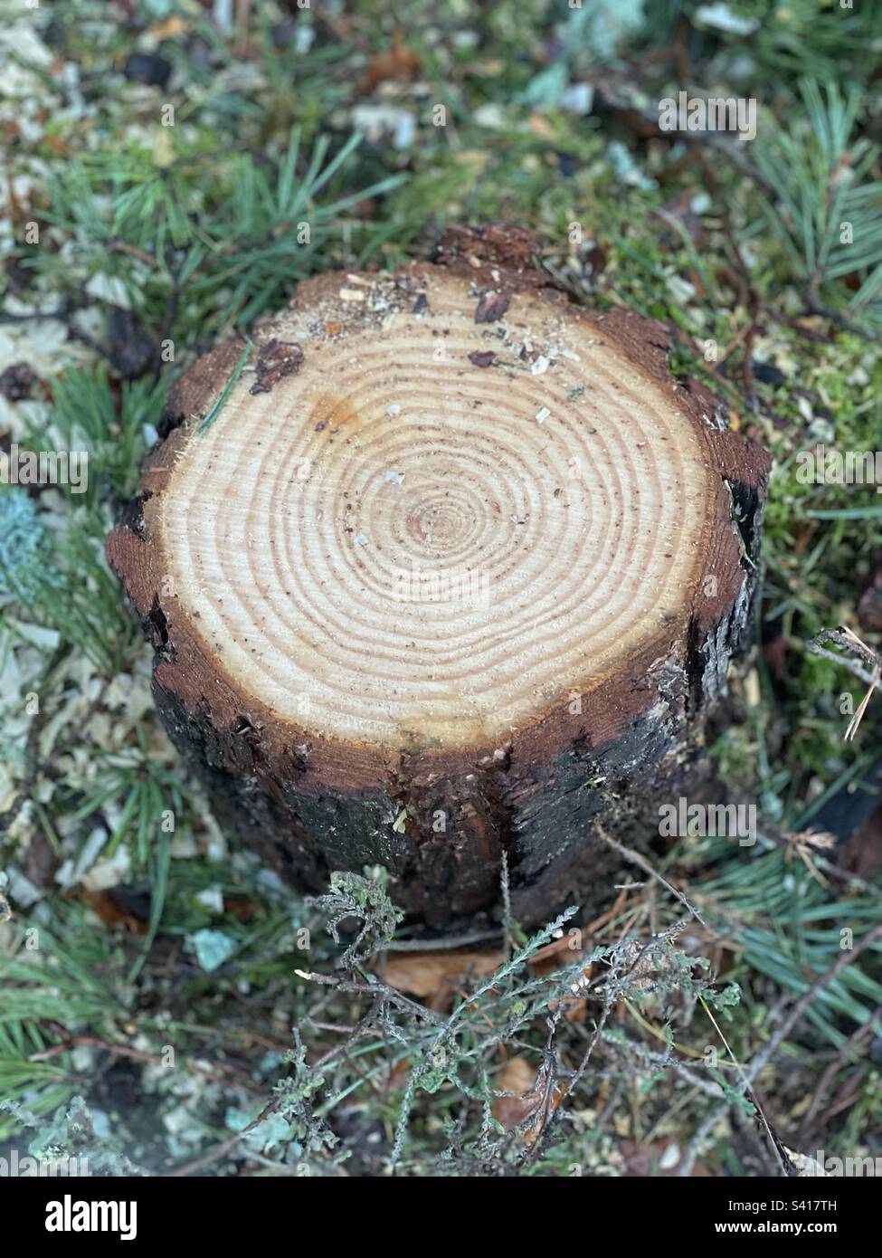 Tree chopped hi-res stock photography and images - Alamy