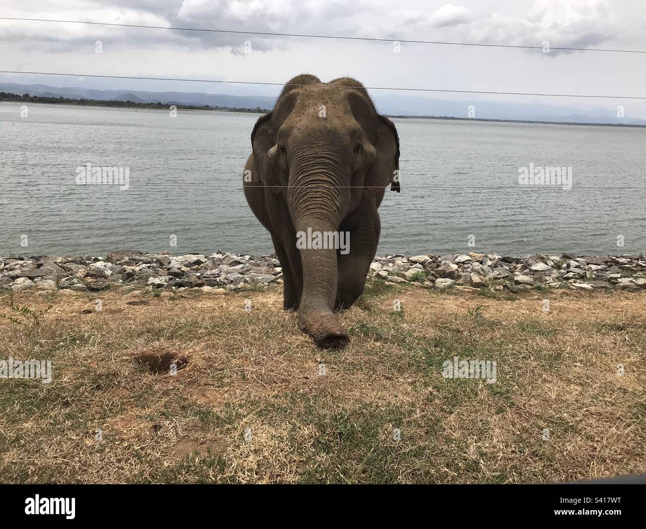 Swaying trunk hi-res stock photography and images - Alamy