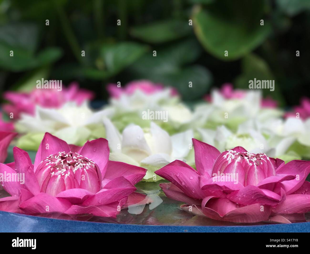 Pink and white lotus hi-res stock photography and images - Alamy