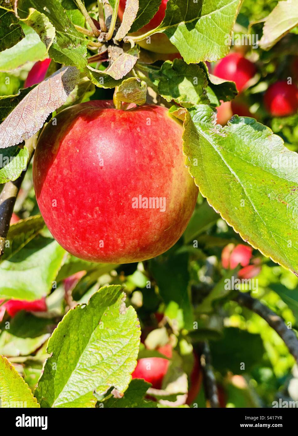 Red Apple Fruit Wallpaper Hd