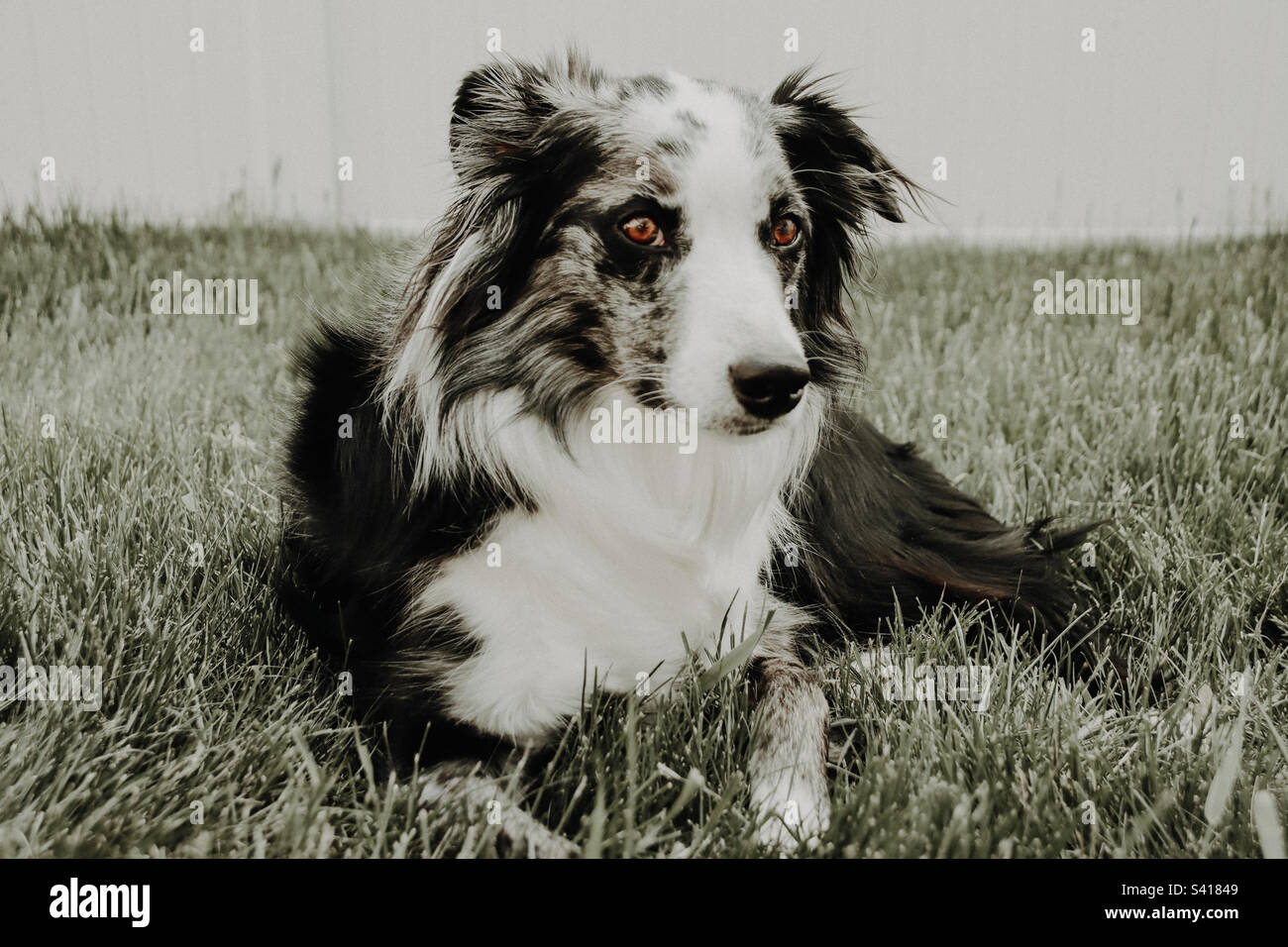 Australian shepherd photos hi-res stock photography and images - Alamy