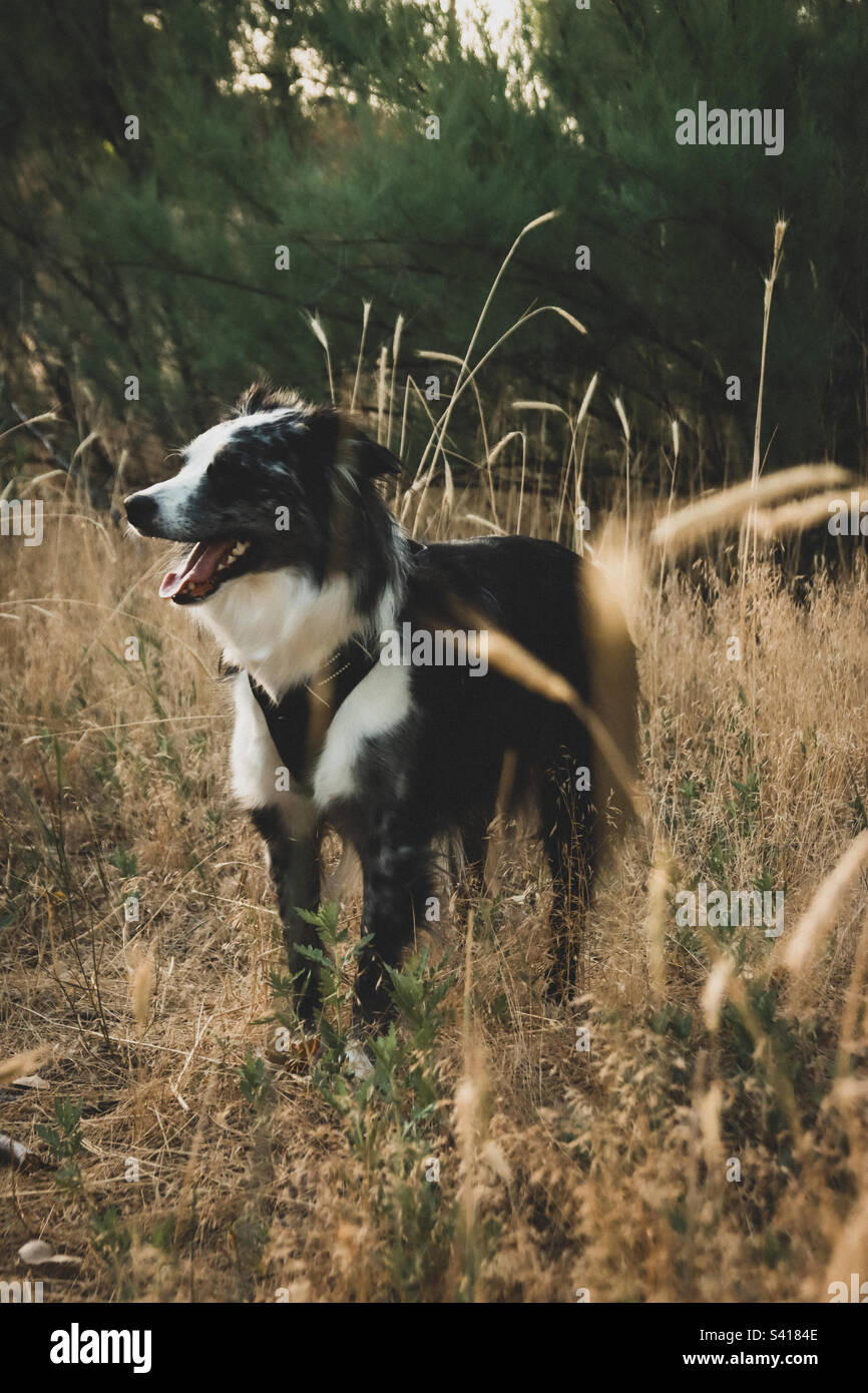 Australian golden hour hi-res stock photography and images - Alamy