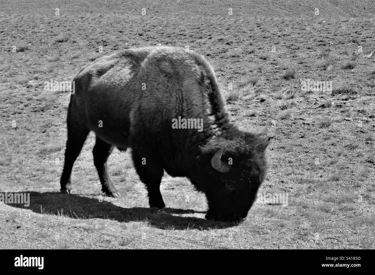Bison photos hi-res stock photography and images - Alamy
