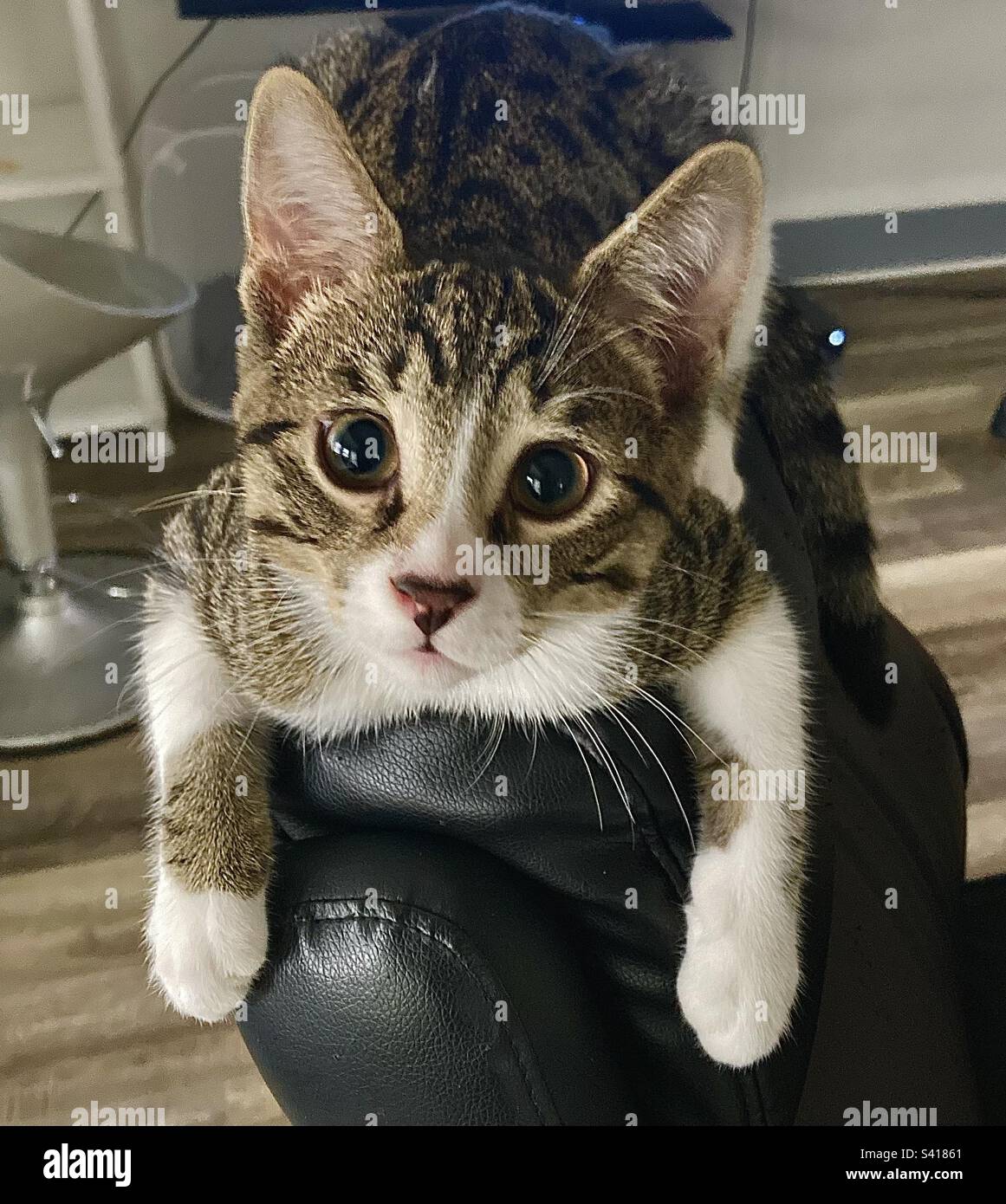 Best kitten hi-res stock photography and images - Alamy