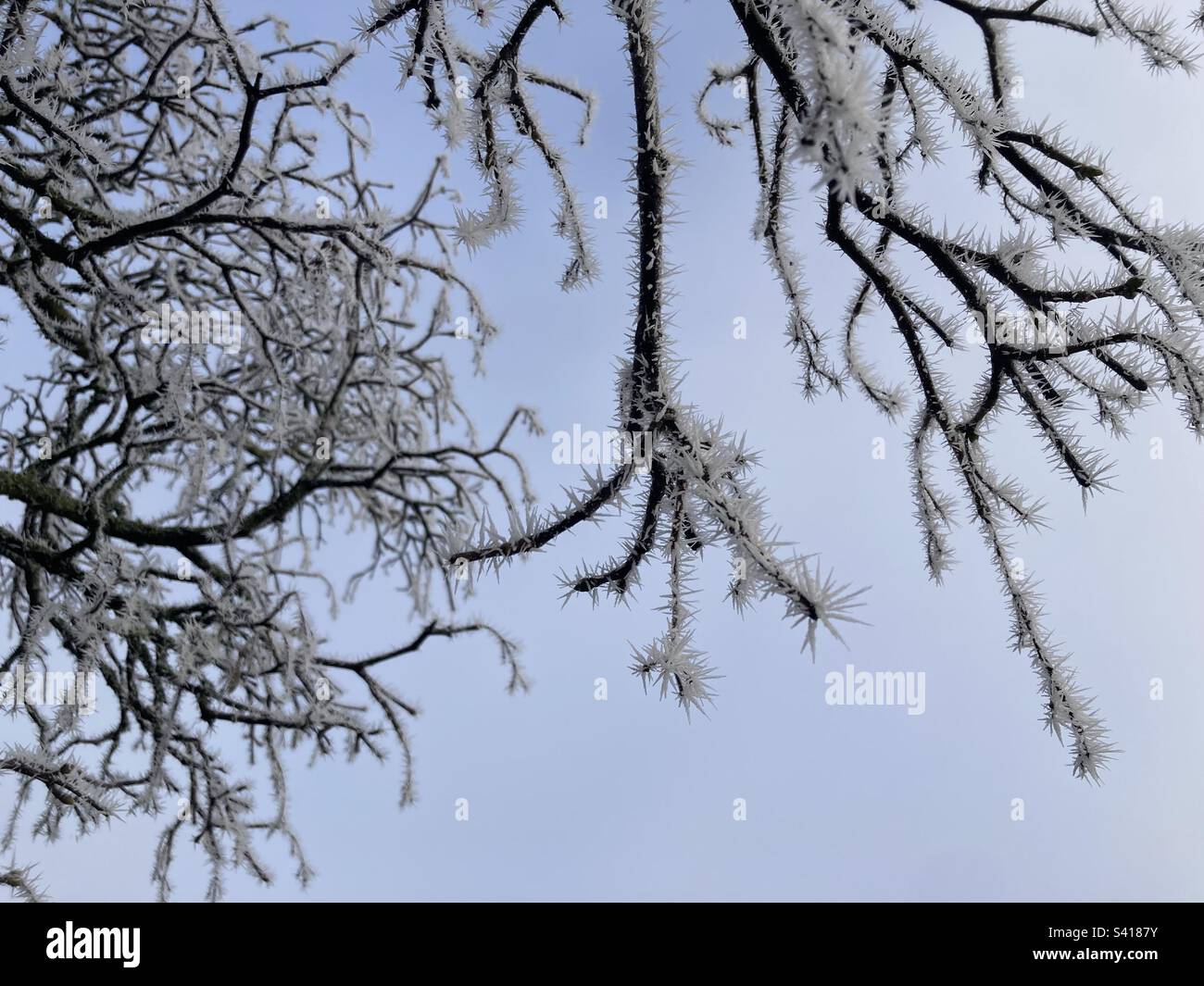 Hairy spiky hi-res stock photography and images - Alamy