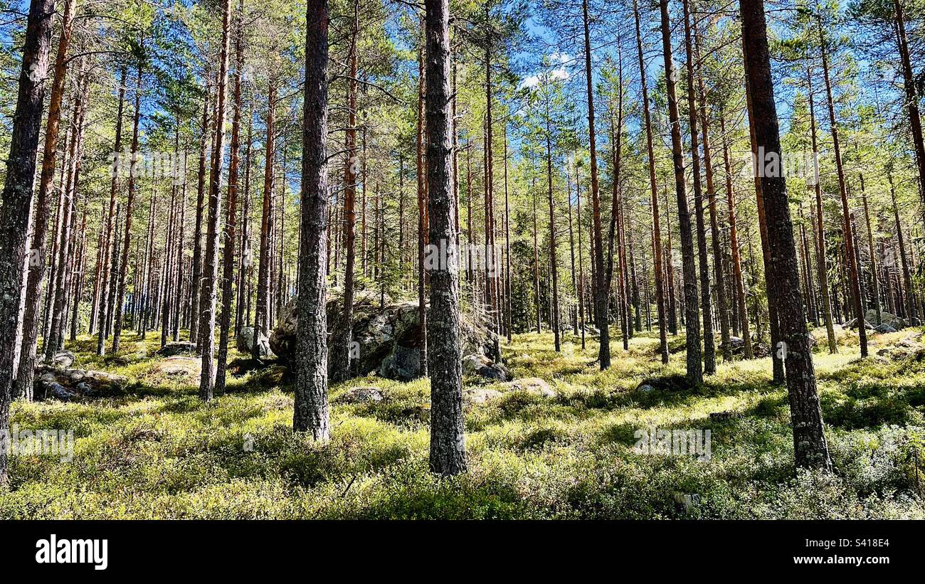 Sweden and forest hi-res stock photography and images - Alamy