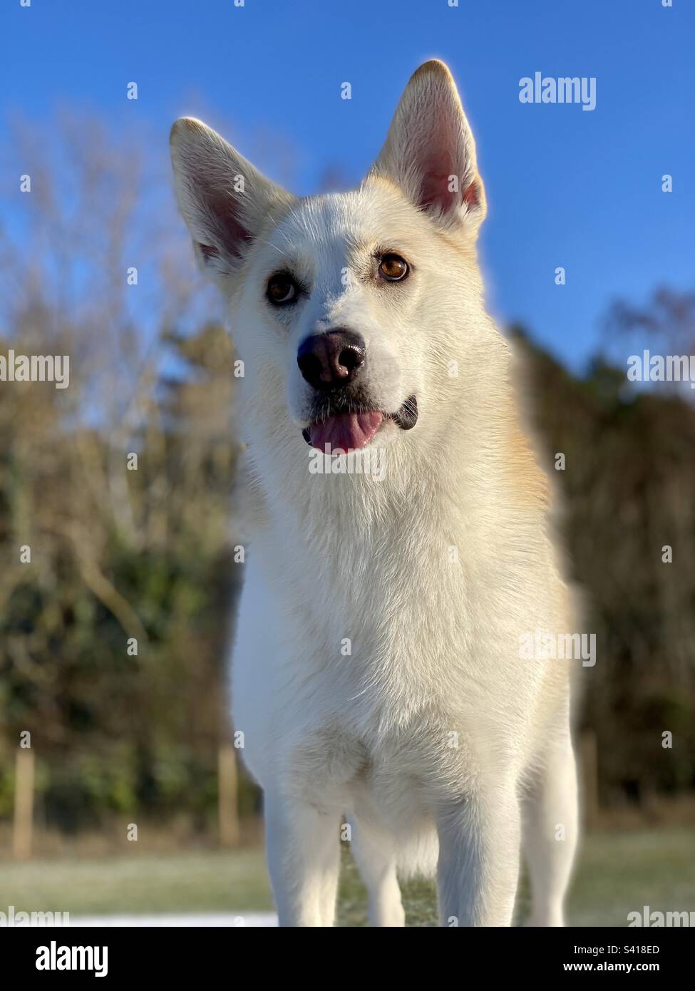 Funny face dog hi-res stock photography and images - Alamy