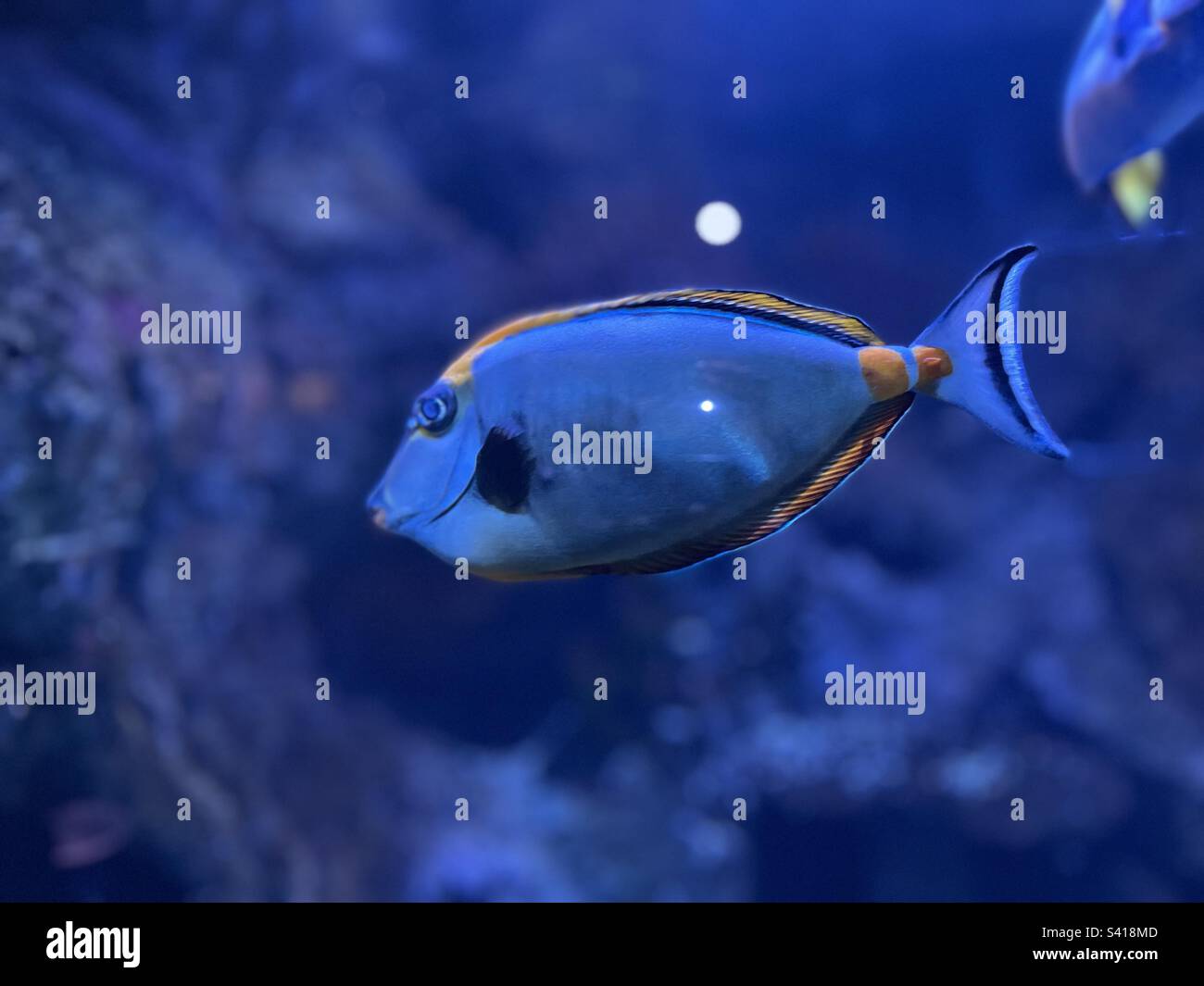 Tang fish hi-res stock photography and images - Alamy
