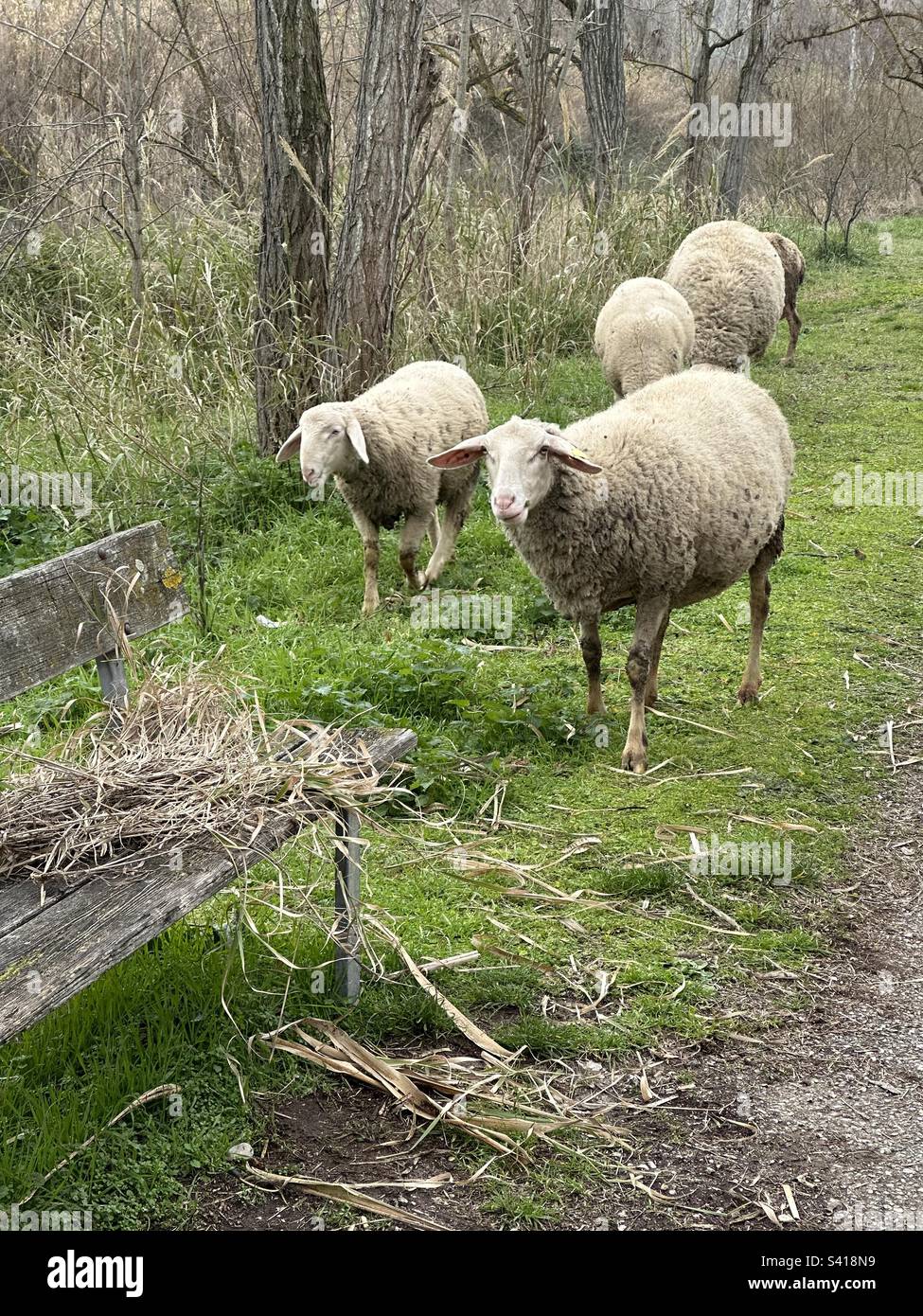 Sheeps in the country Stock Photo - Alamy
