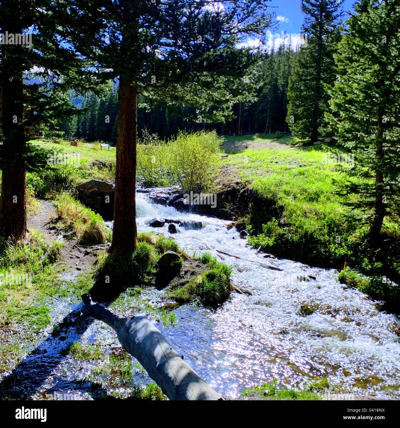 Water in forest hi-res stock photography and images - Alamy