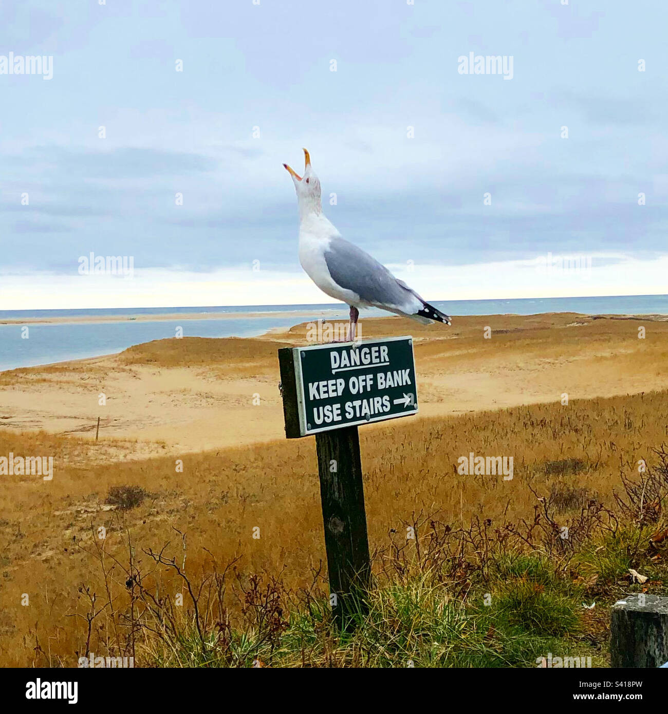 Seagull danger hi-res stock photography and images - Alamy
