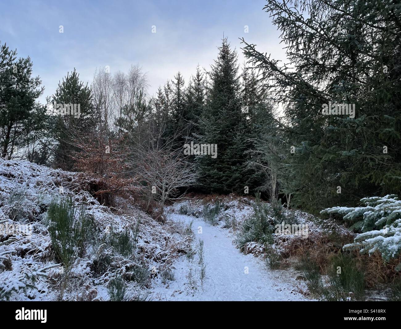 A winter mid-afternoon stroll in the woods Stock Photo - Alamy
