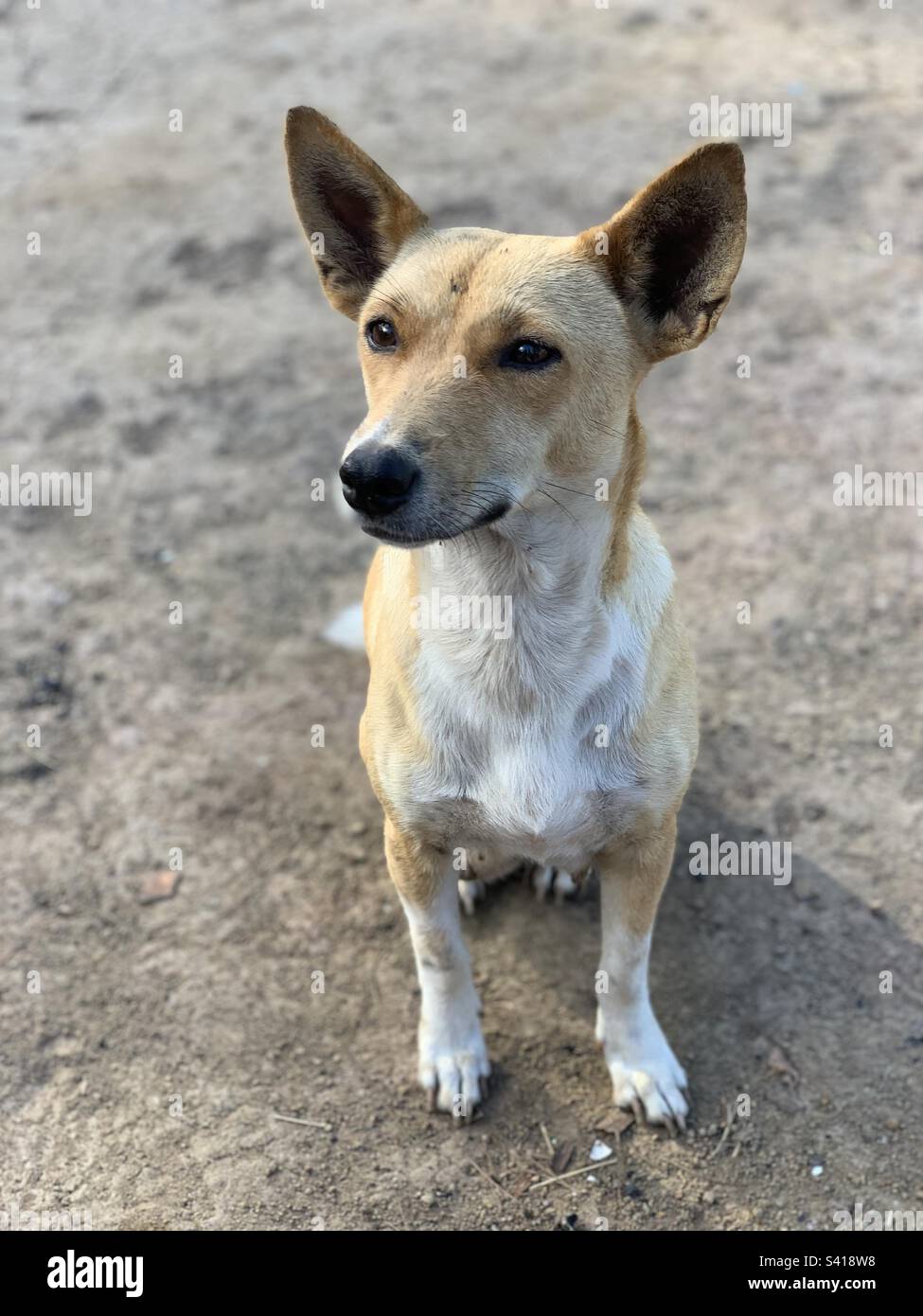 Aspin Filipino Dog Stock Photo Alamy aspin-filipino-dog-stock-photo-alamy