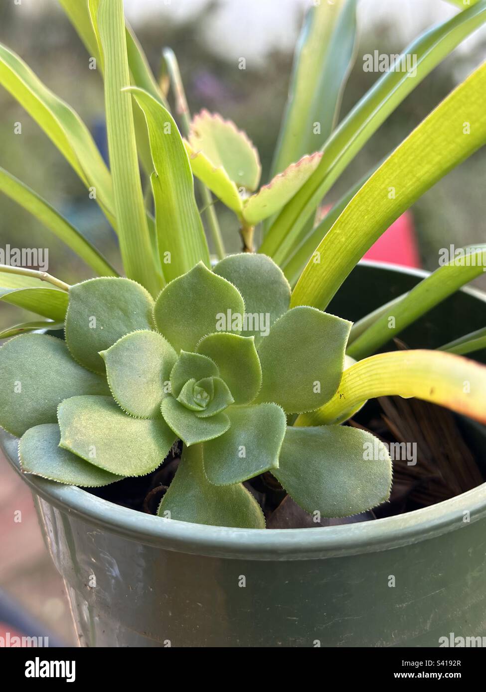 Sacculus plant hi-res stock photography and images - Alamy