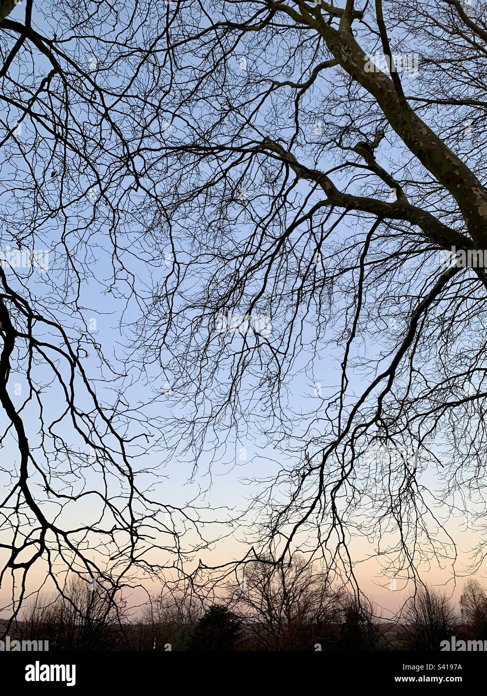 Silhouette of trees with sunset on horizon behind Stock Photo - Alamy