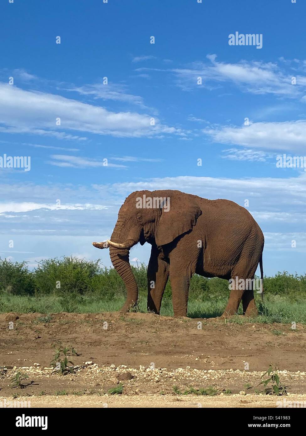 Side view of African elephant Stock Photo - Alamy