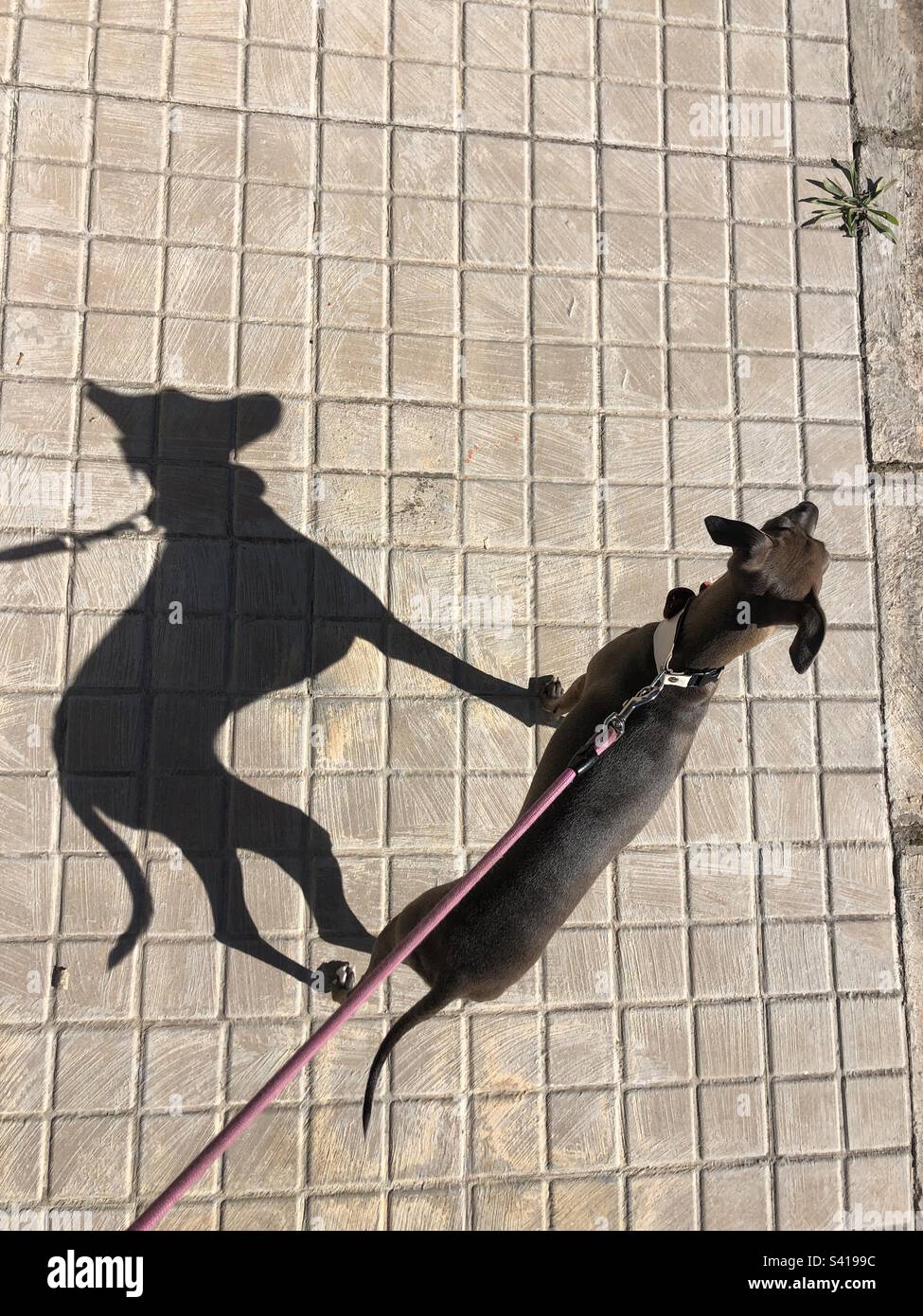 Italian greyhound and it’s shadow Stock Photo - Alamy