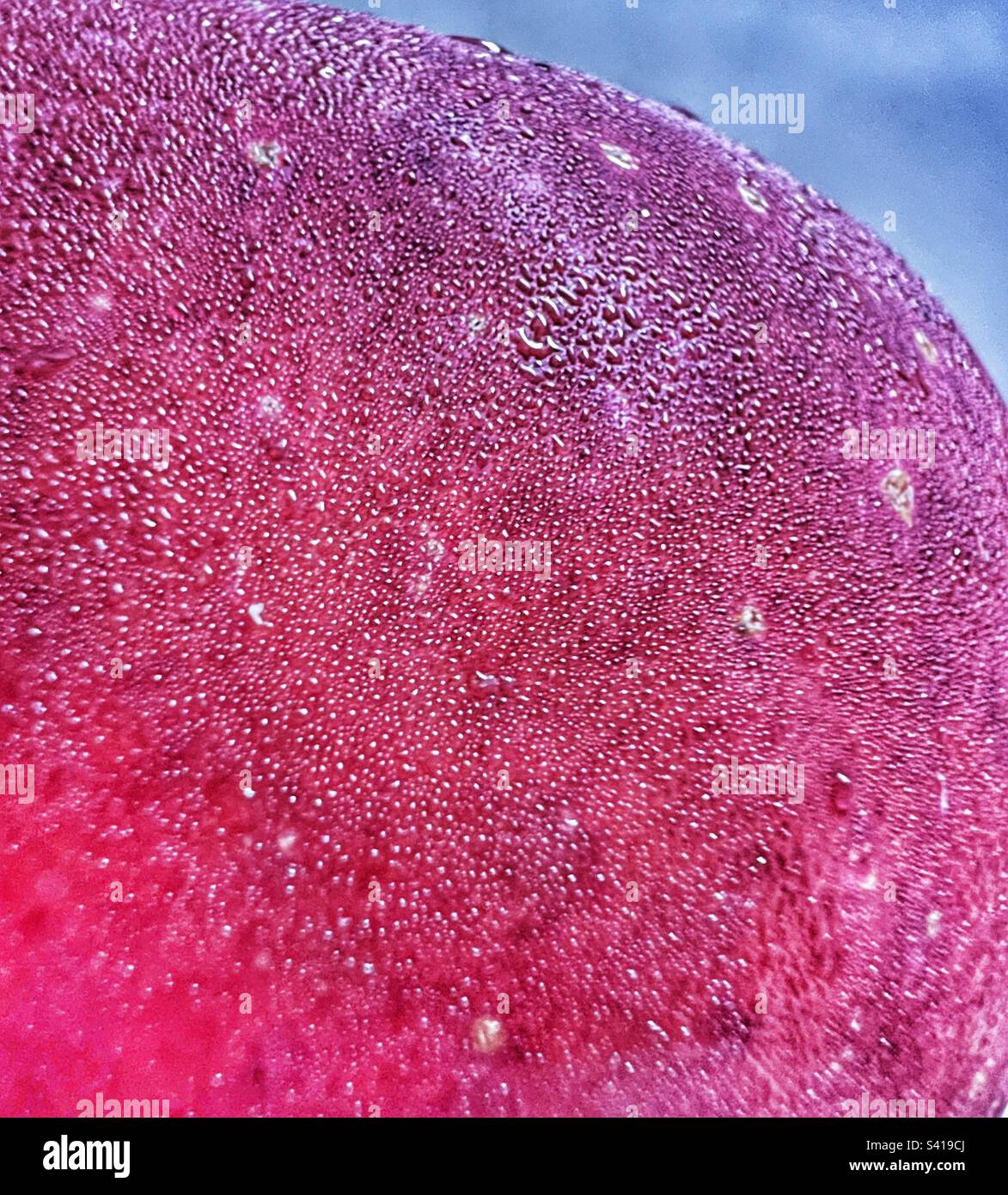 Dew apple hi-res stock photography and images - Alamy