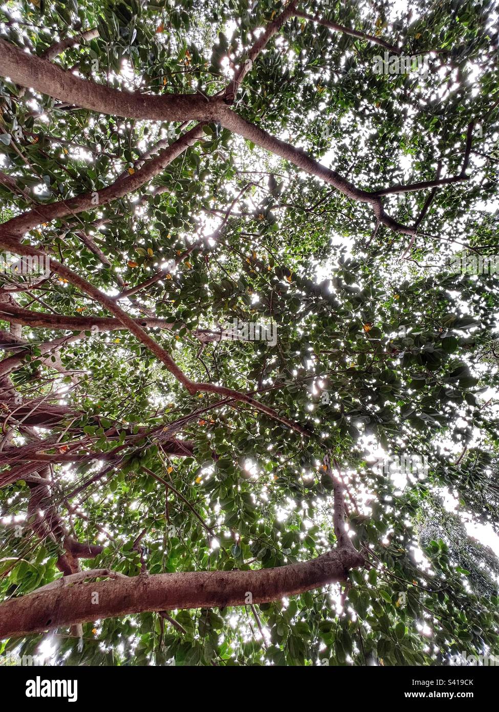 Banyan tree canopy hi-res stock photography and images - Alamy