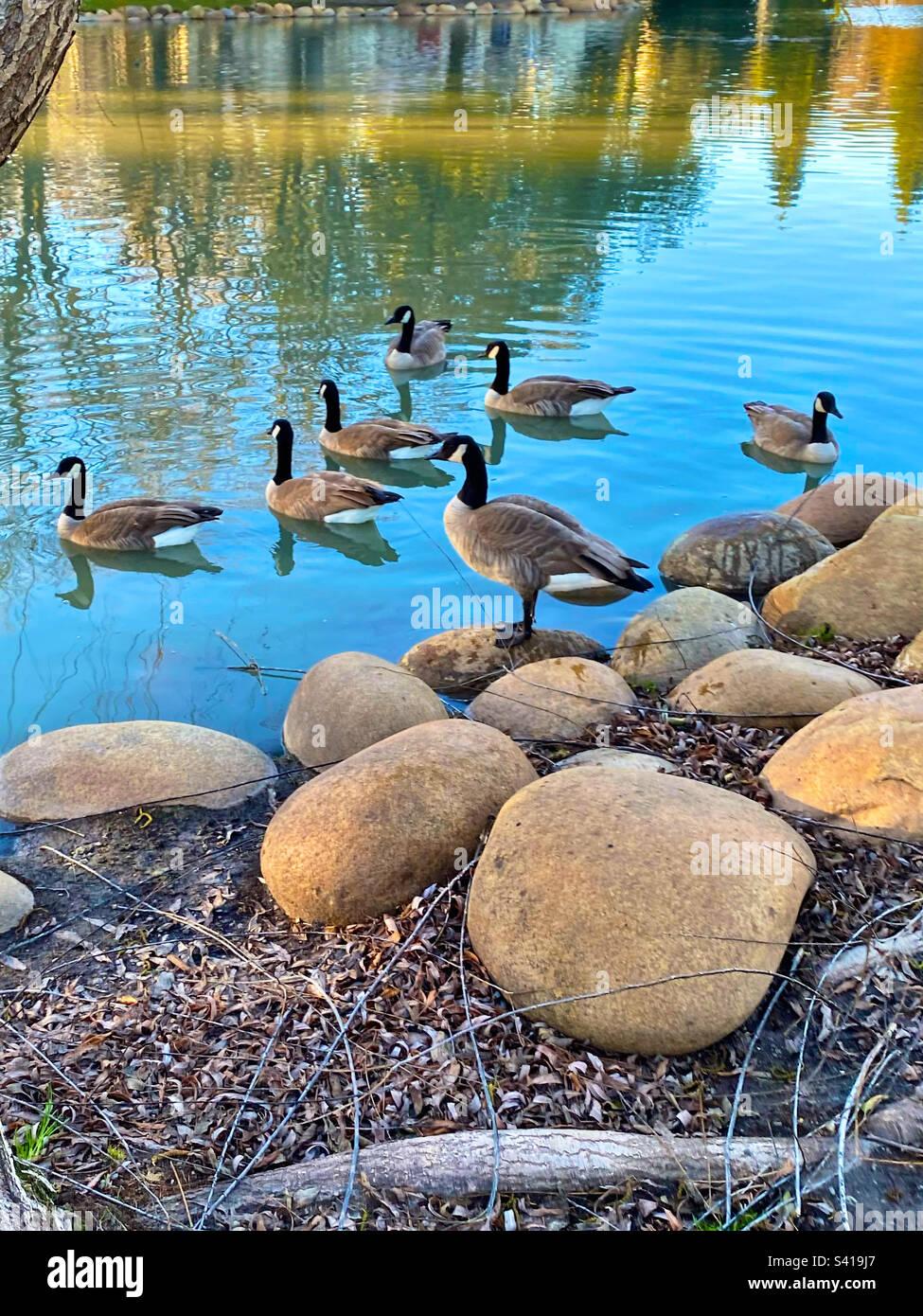 Rocks around pond hi-res stock photography and images - Alamy
