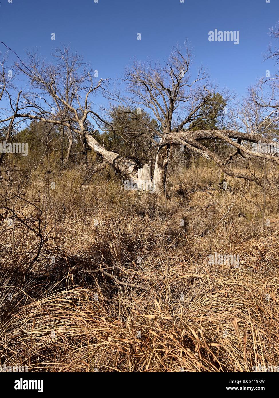 Climate change environment with broken or dead drought stricken trees ...