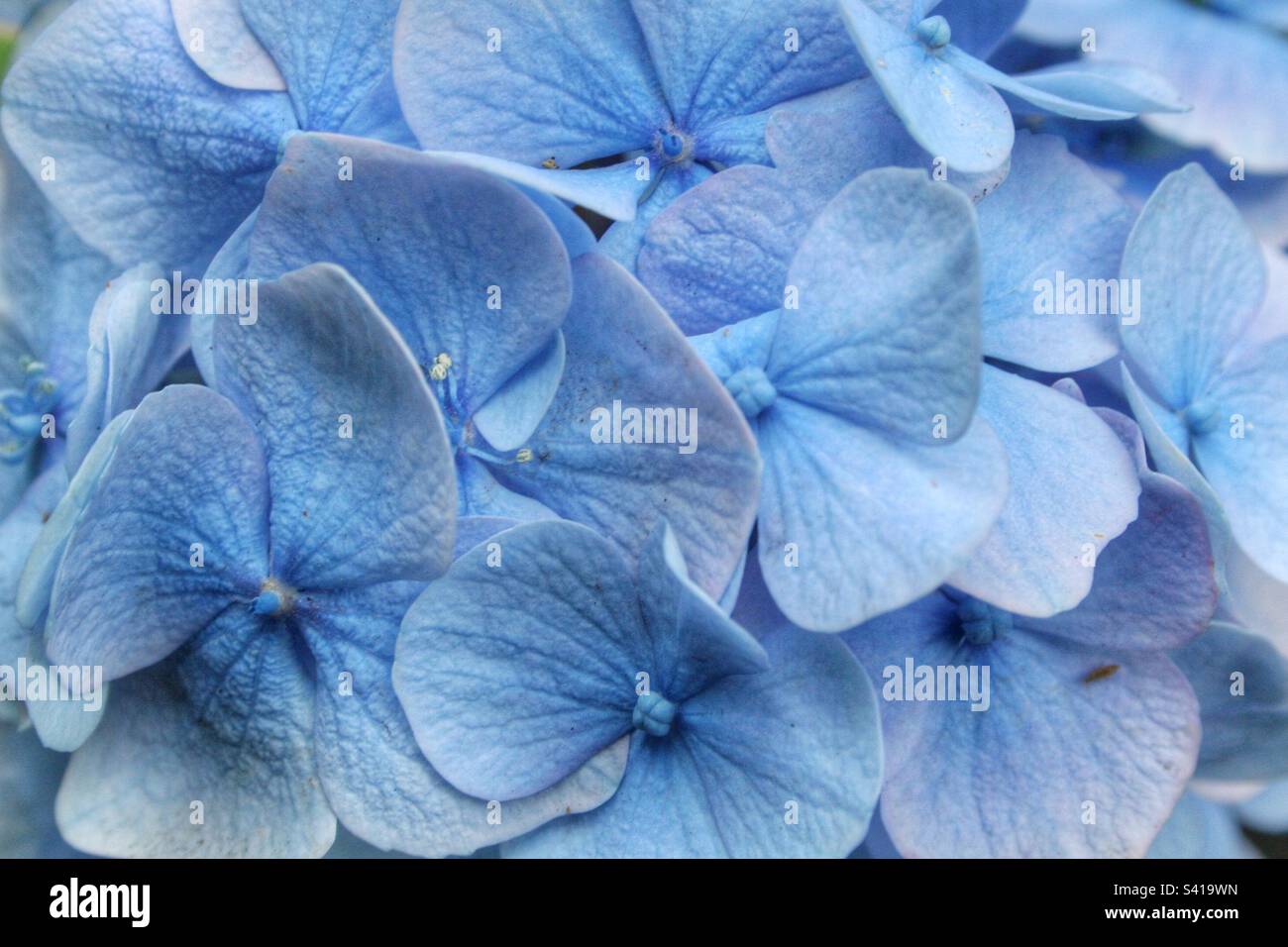 Feeling blue hi-res stock photography and images - Alamy