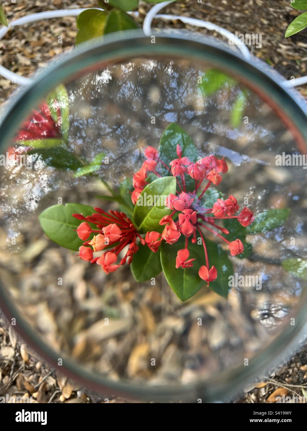 Magnified glass flower hi-res stock photography and images - Alamy