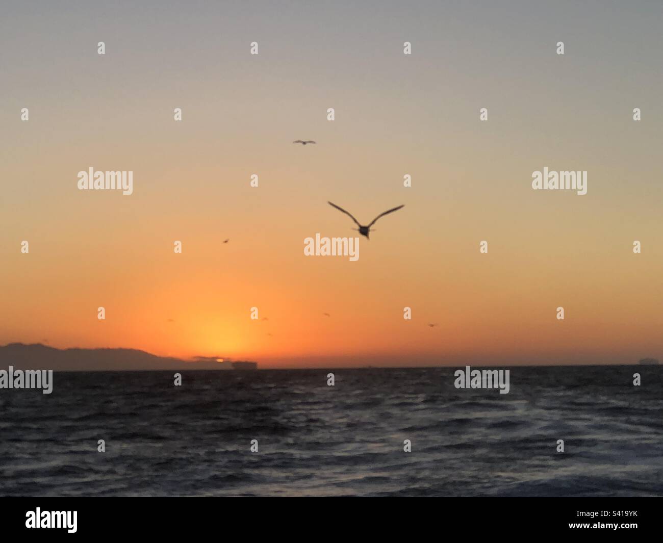 Beaches sea bird hi-res stock photography and images - Alamy