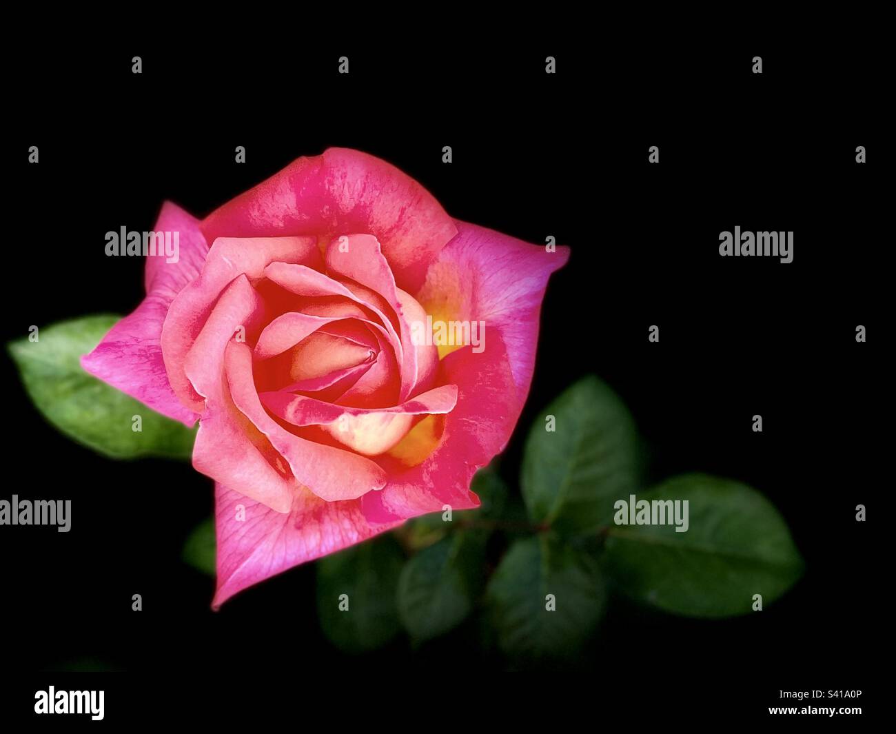 Portrait fuchsia rose, golden highlights, backdrop green leaves, stage ...