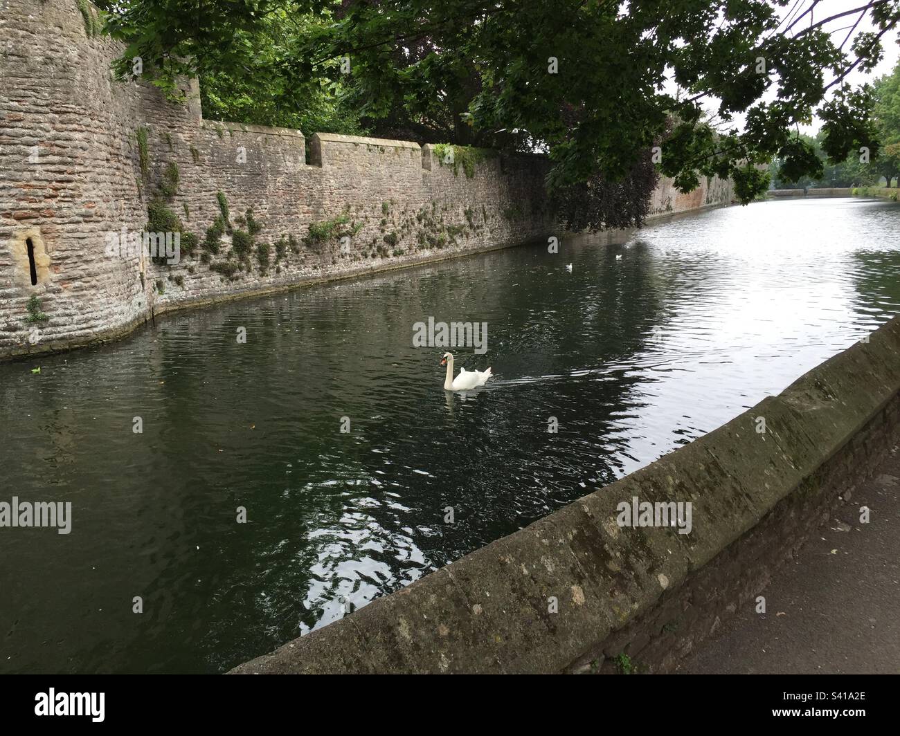 It’s just the one swan actually Stock Photo - Alamy