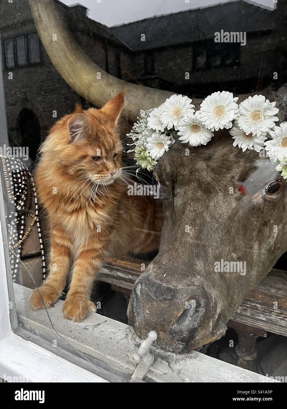 Cat cow hi-res stock photography and images - Alamy
