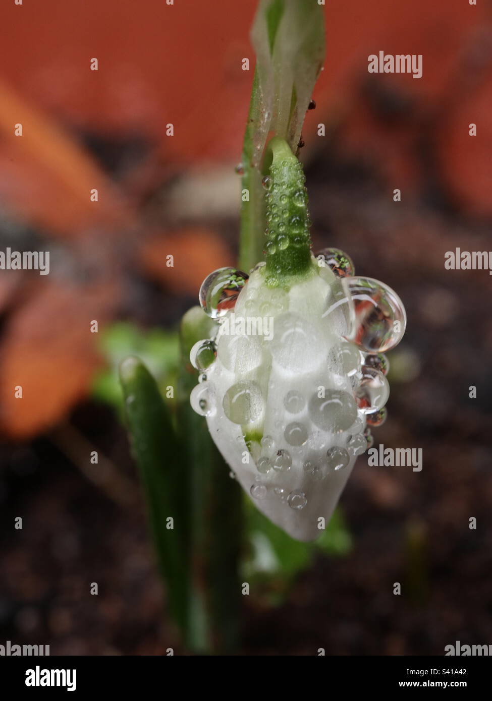 Spring Snowdrop after rain shower Stock Photo - Alamy