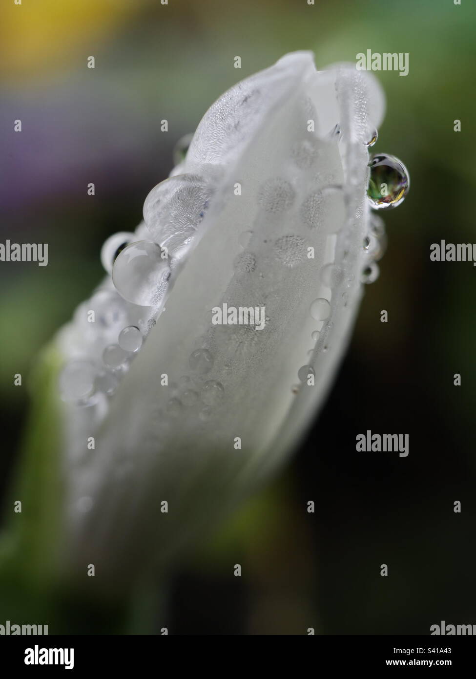 Snowdrop water hi-res stock photography and images - Alamy