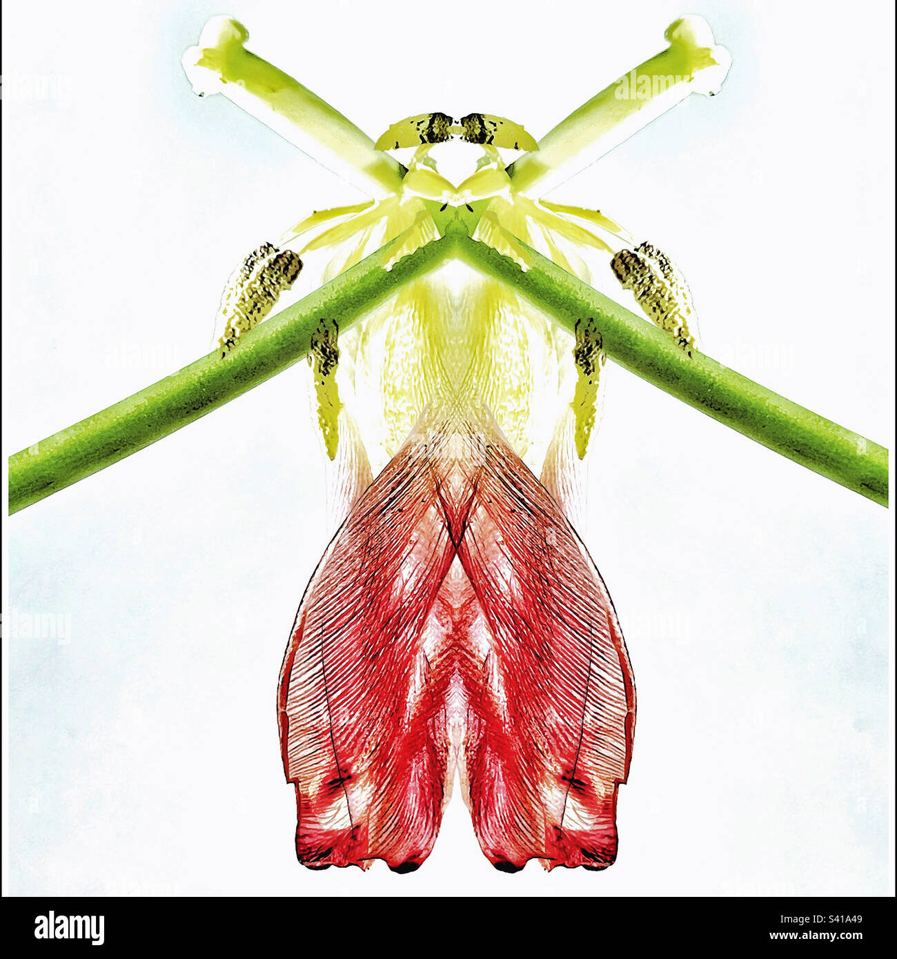 Strange creatures hi-res stock photography and images - Alamy