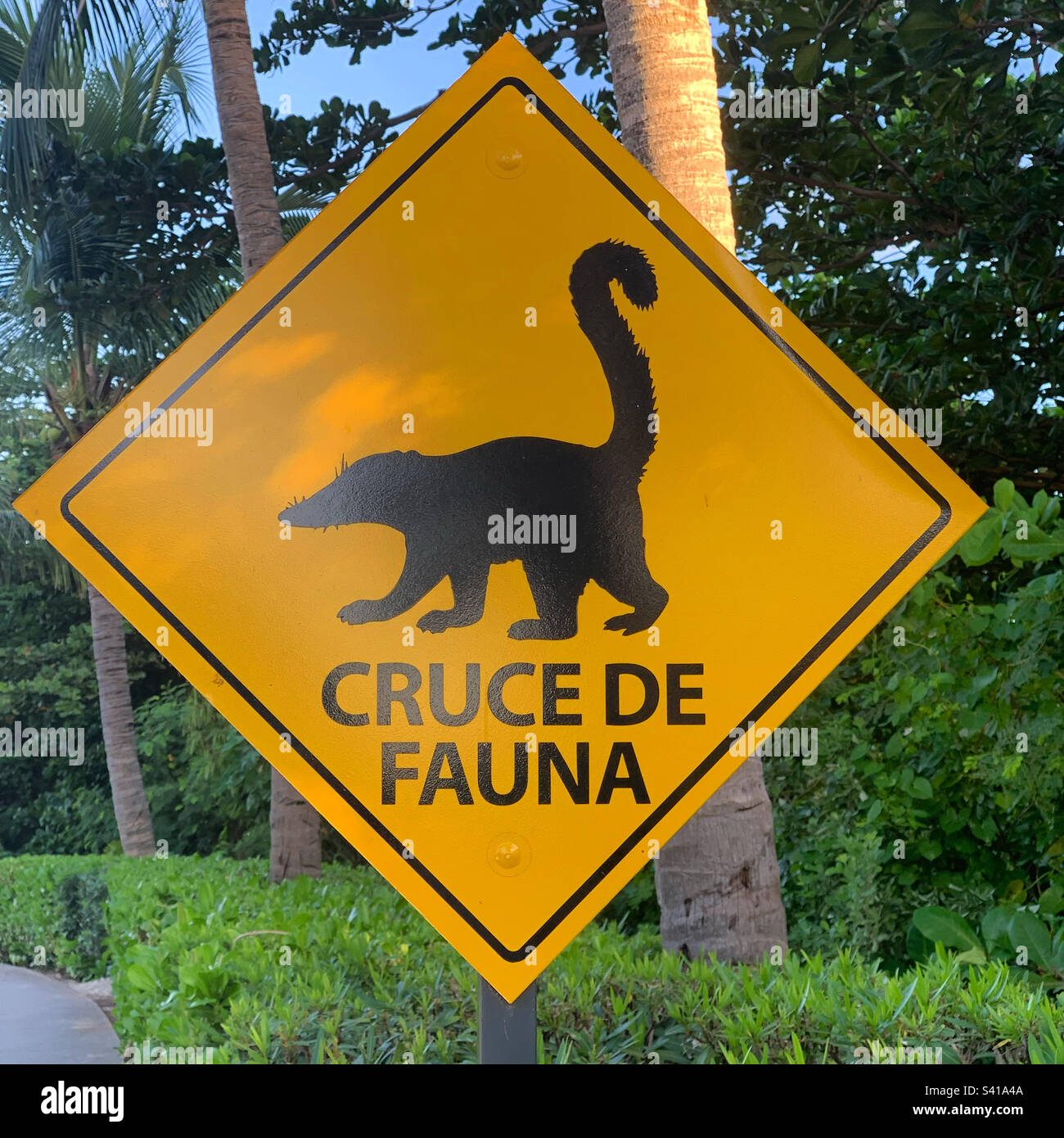 November, 2022, “Cruce De Fauna”=“Wildlife Crossing” sign, Cancun ...