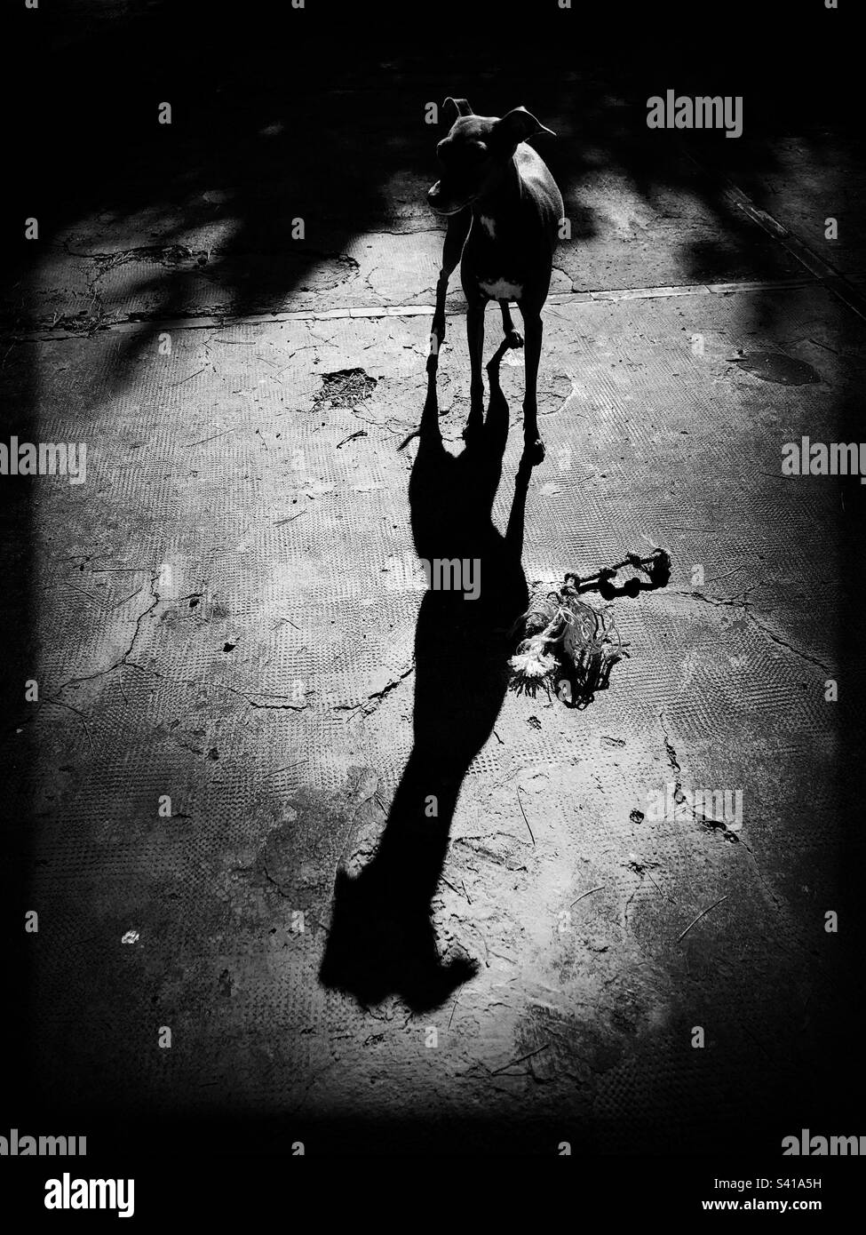 Dramatic image of an Italian greyhound Stock Photo - Alamy