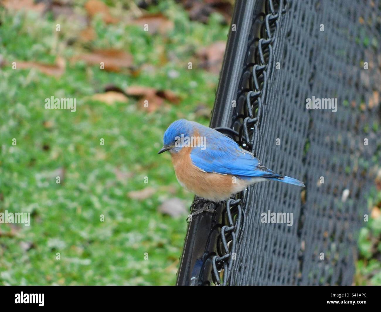 Beautiful bluebird hi-res stock photography and images - Alamy