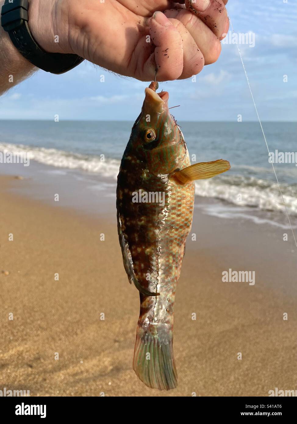Fish from the beach hi-res stock photography and images - Alamy