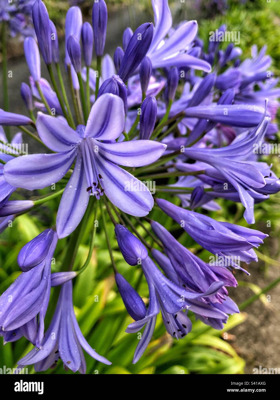 Agapanthus African Lily Lily of the Nile Agapanthoideae Stock Photo - Alamy