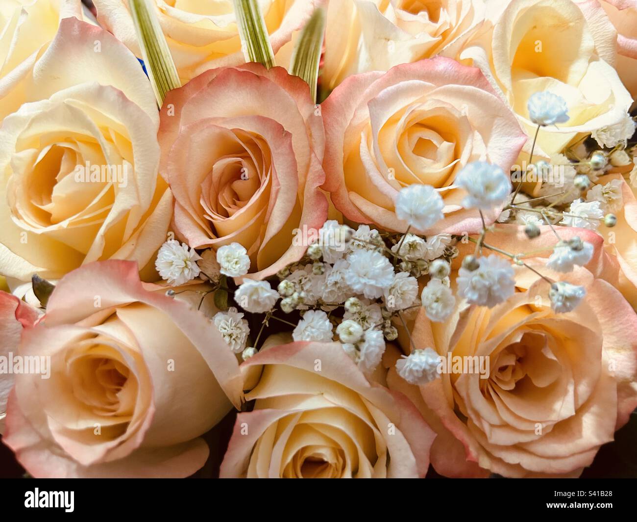 Floral bouquet of pale yellow with pink tip roses Stock Photo - Alamy