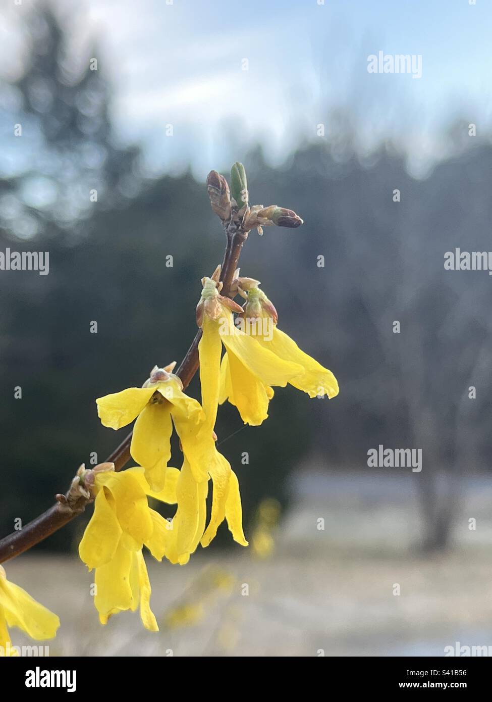 Spring is on its way hi-res stock photography and images - Alamy