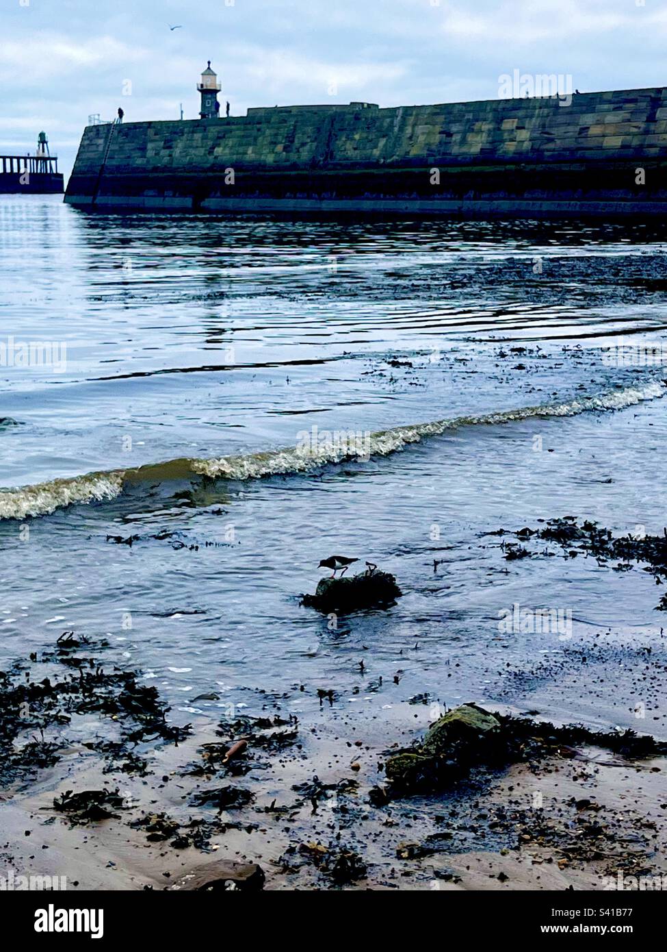 Small wading hi-res stock photography and images - Alamy