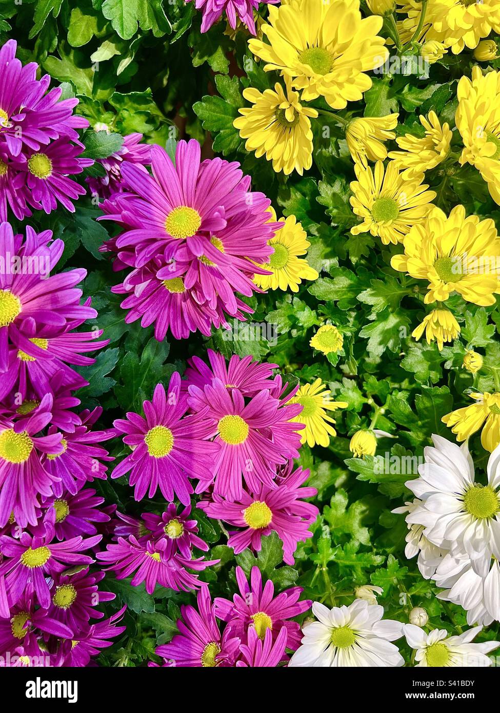 Mixed colored hi-res stock photography and images - Alamy