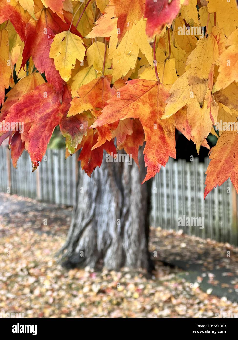 Autumn Leaves in Seattle Stock Photo - Alamy