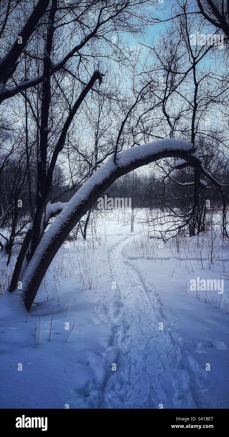 Winter cold walkway composition tree form Stock Photo - Alamy