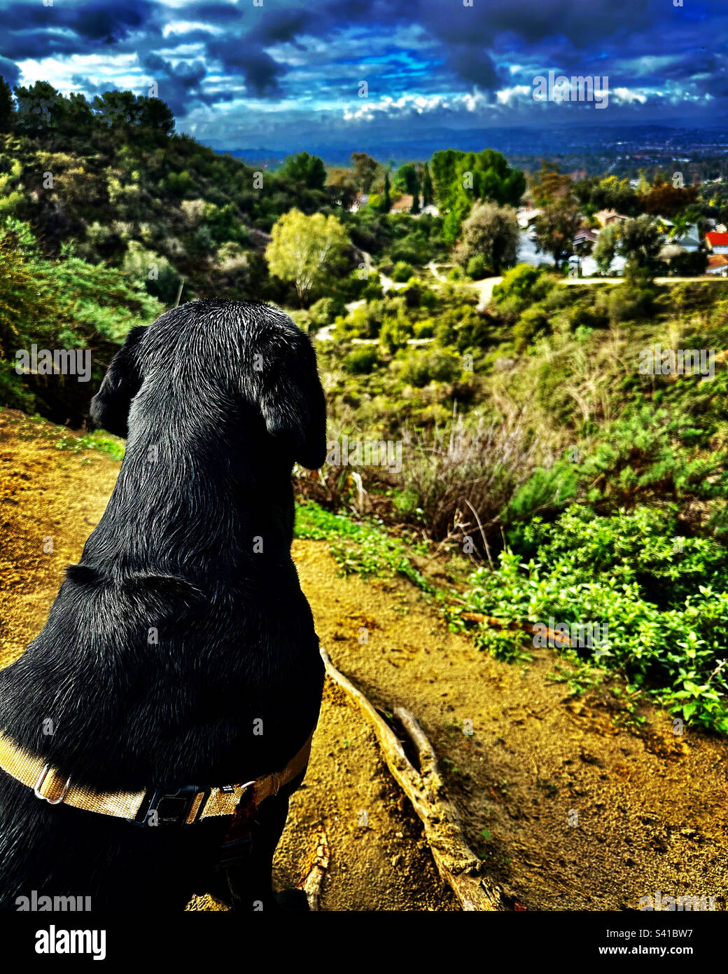 Black lab winter hi-res stock photography and images - Alamy
