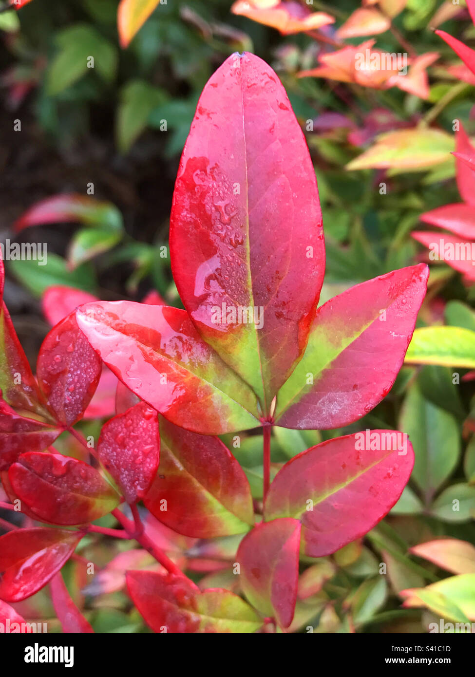 Red leaf leaves hi-res stock photography and images - Alamy