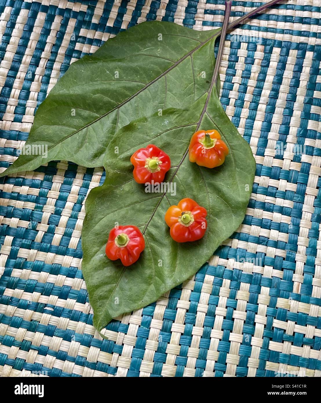 Small red chilis shaped like mini squash or bonnets. They are extremely ...