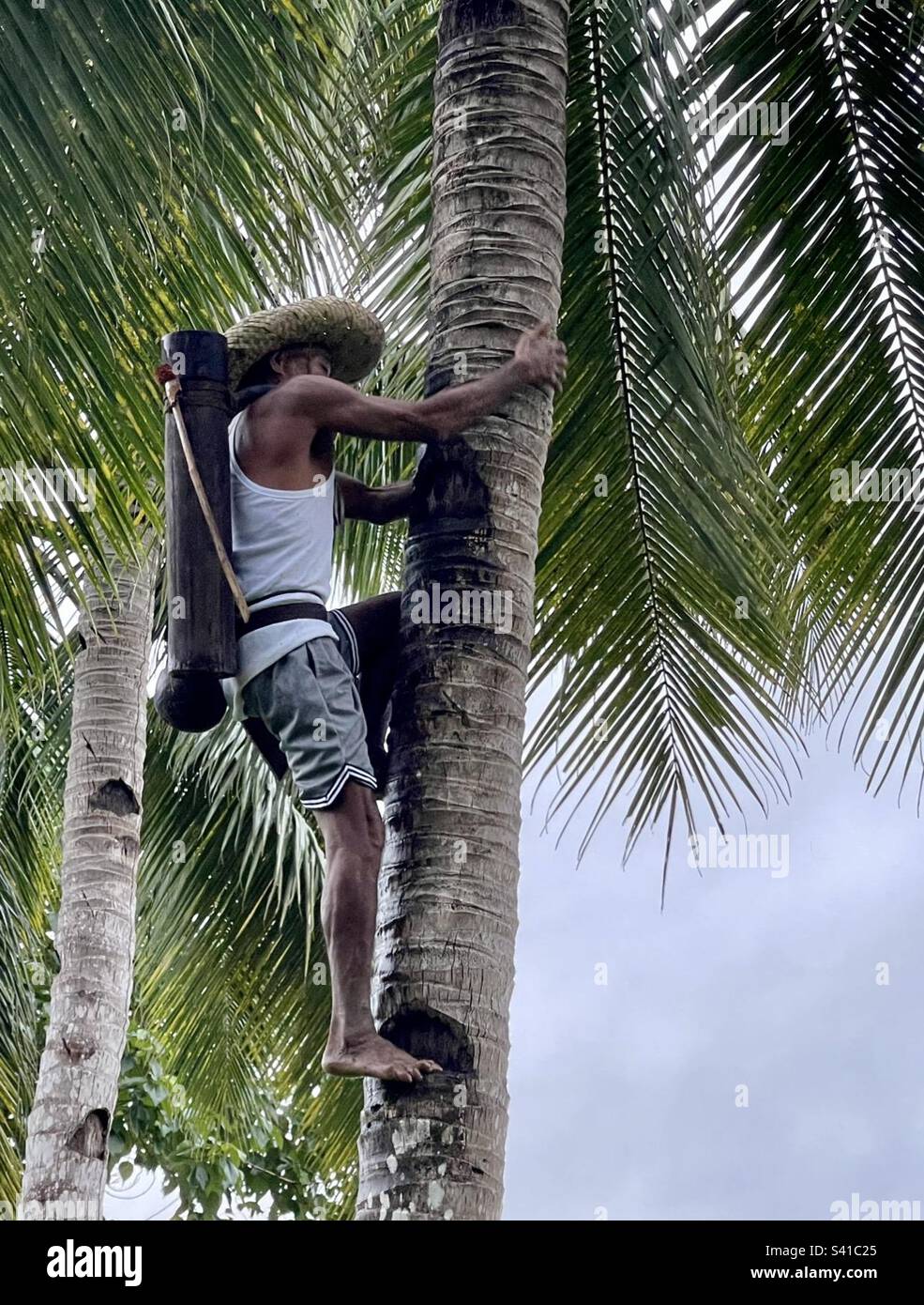 A Philippine coconut farmer goes up the tree,and using a traditional ...