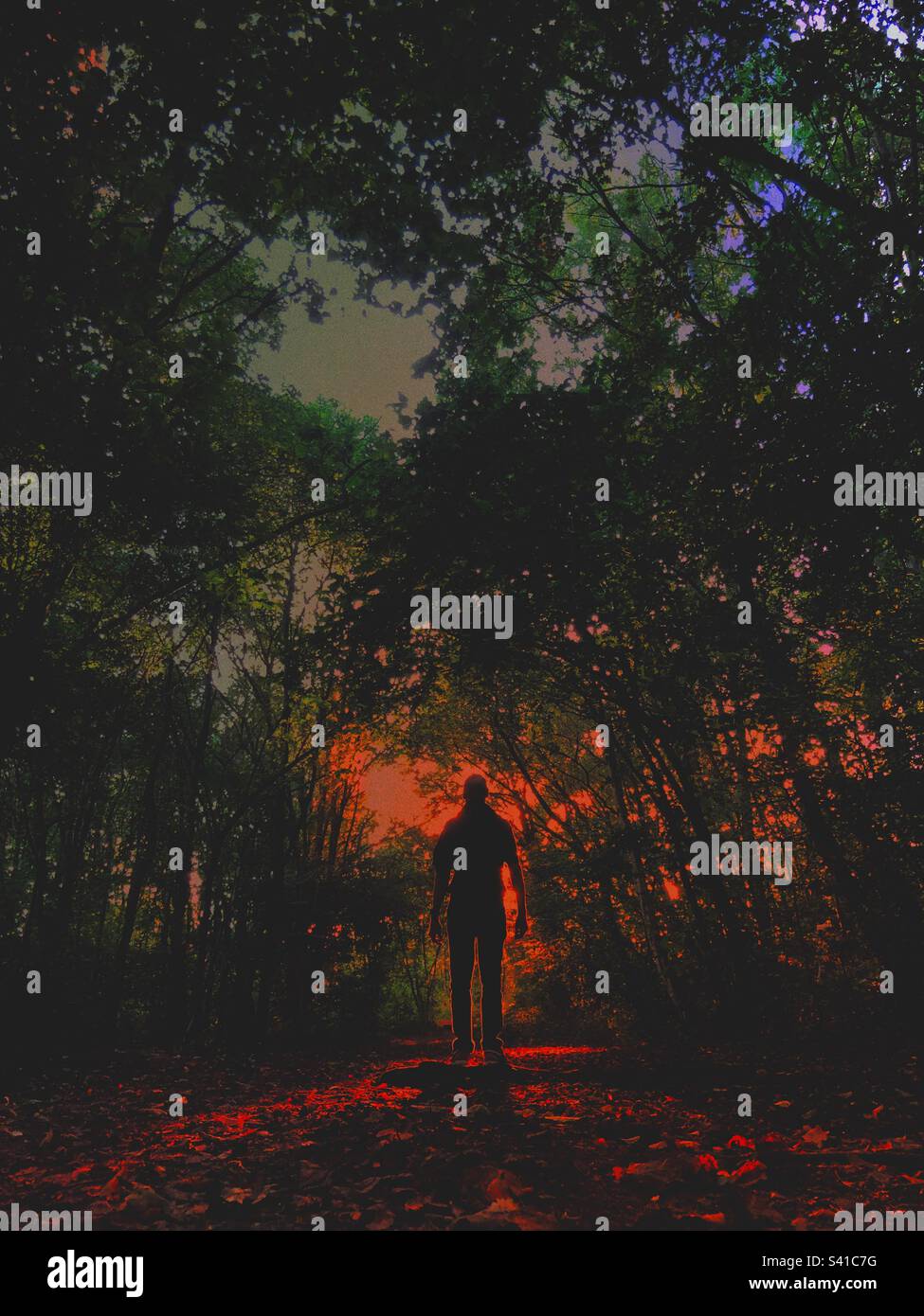 Man stood on a woodland path Stock Photo - Alamy